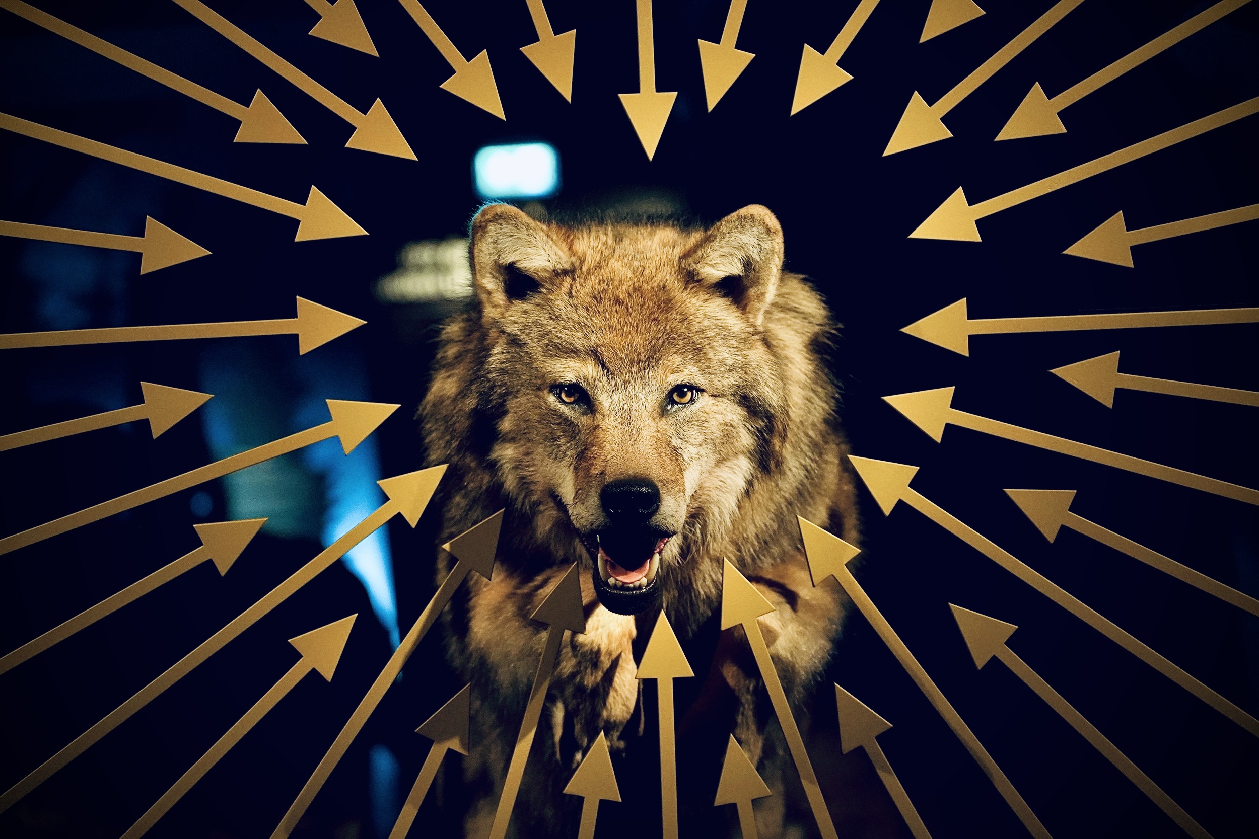 Danes with Wolves - Rundetaarn