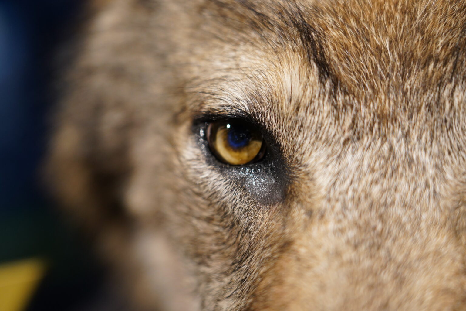 Dansker med ulve - Rundetaarn